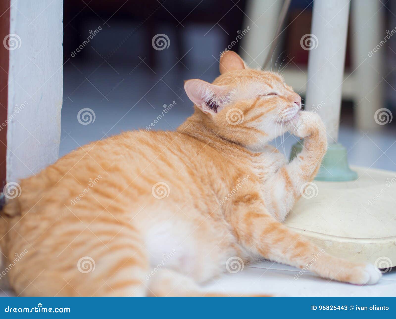 Ginger Cat Licking Its Hand Stock Image - Image of adorable, licking ...