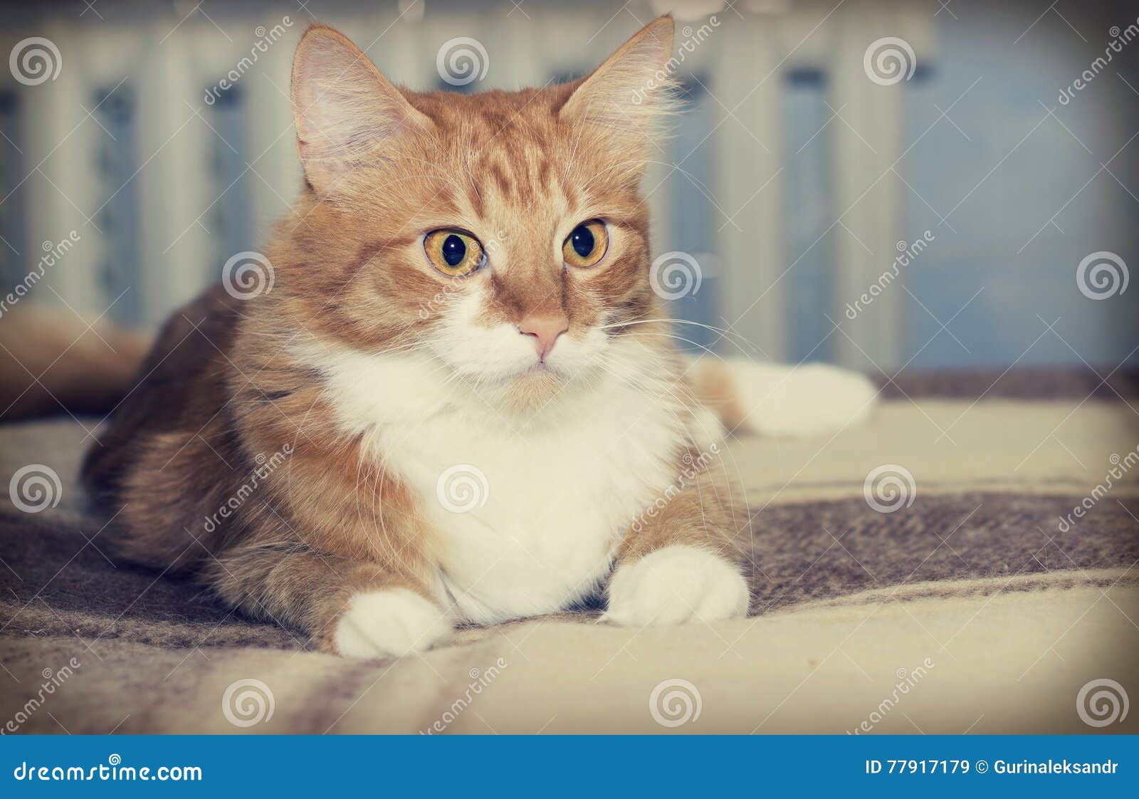 Ginger Cat Looking image stock. Image du amusement, coupure - 77917179