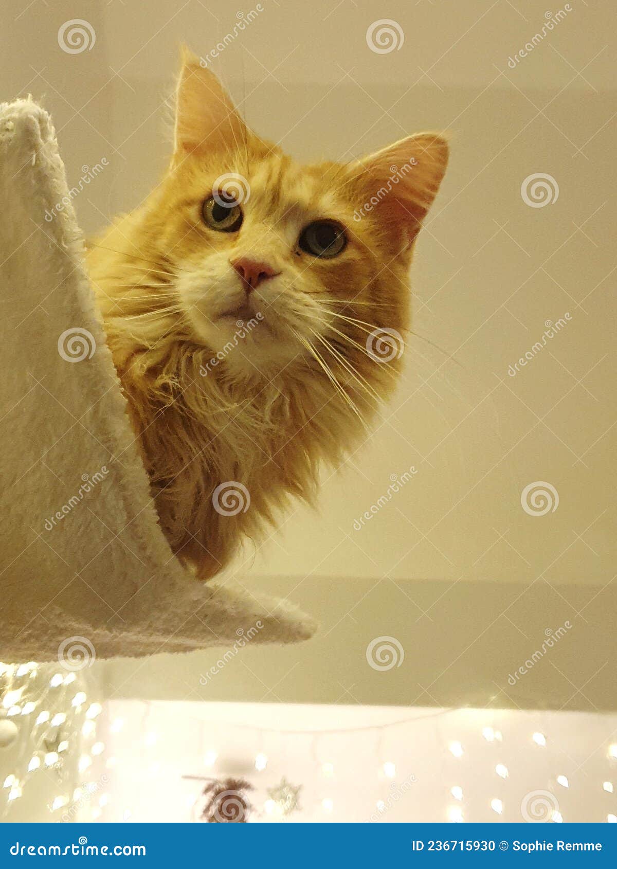 Ginger Cat Looking at the Camera Stock Photo - Image of ginger, feline ...