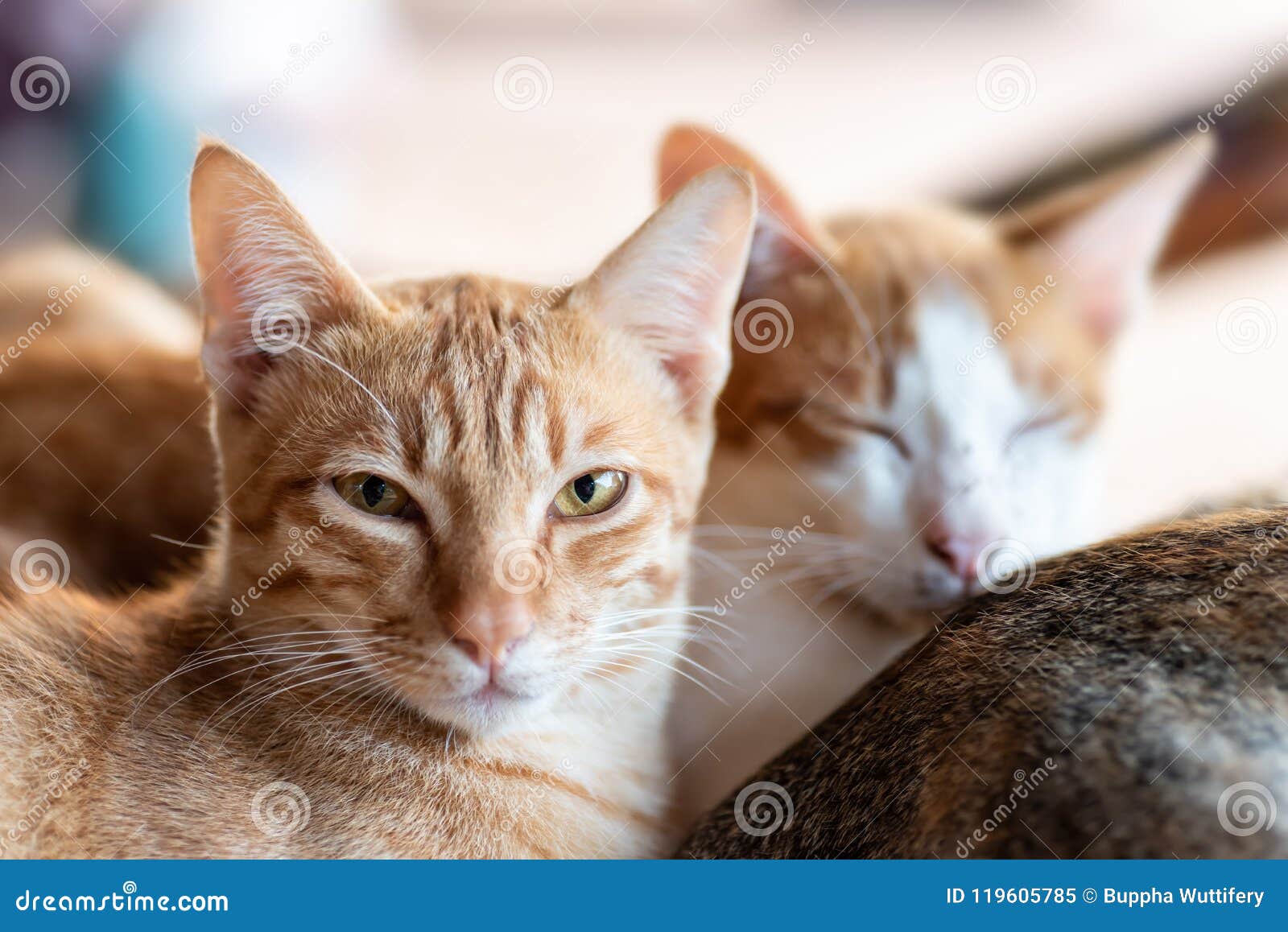 Ginger Cat Looking At Camera Stock Image Image Of Thai Ginger 119605785