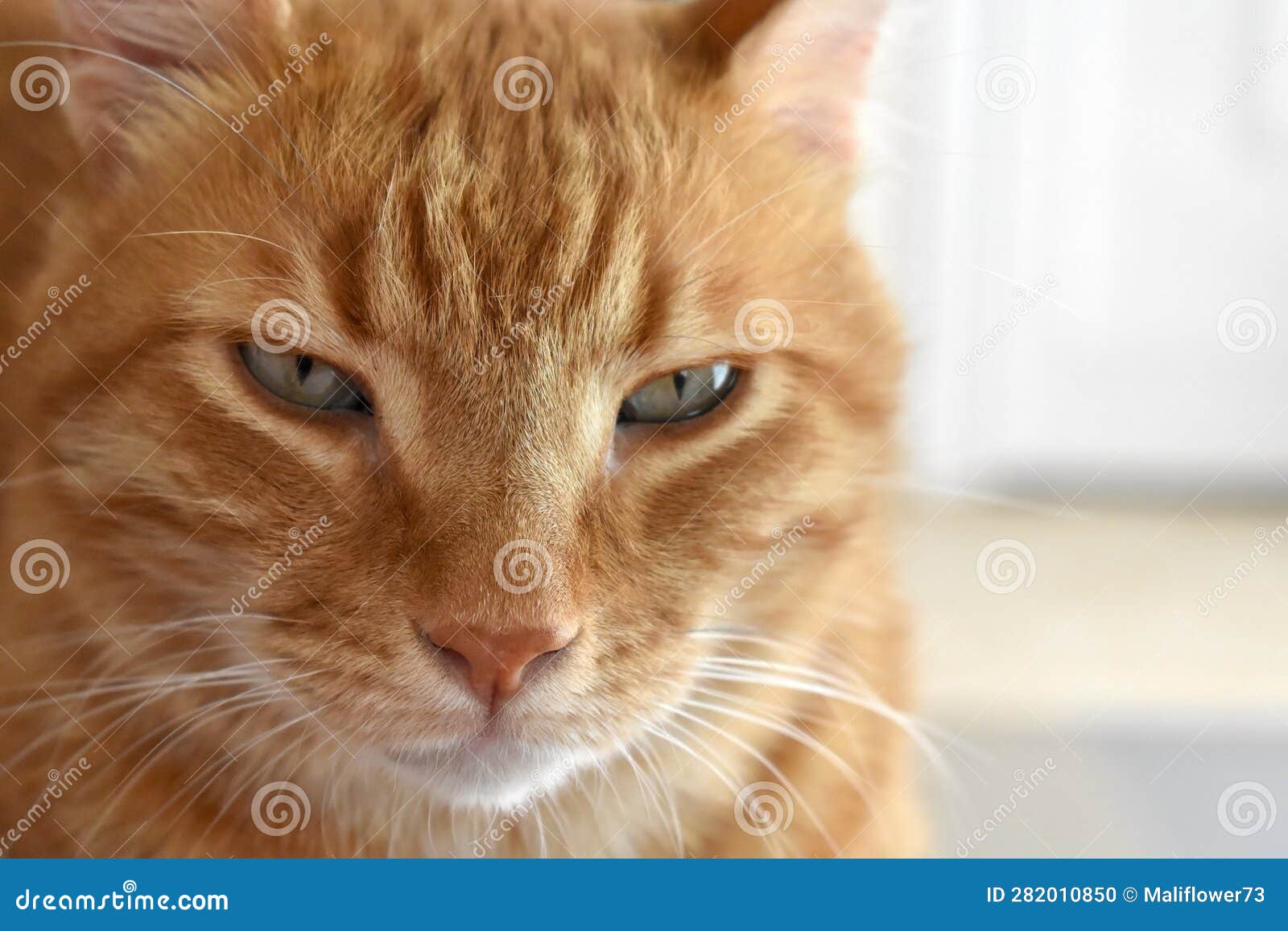 Ginger Cat Looking at Camera. Grumpy Cat Face. Stock Photo - Image of ...
