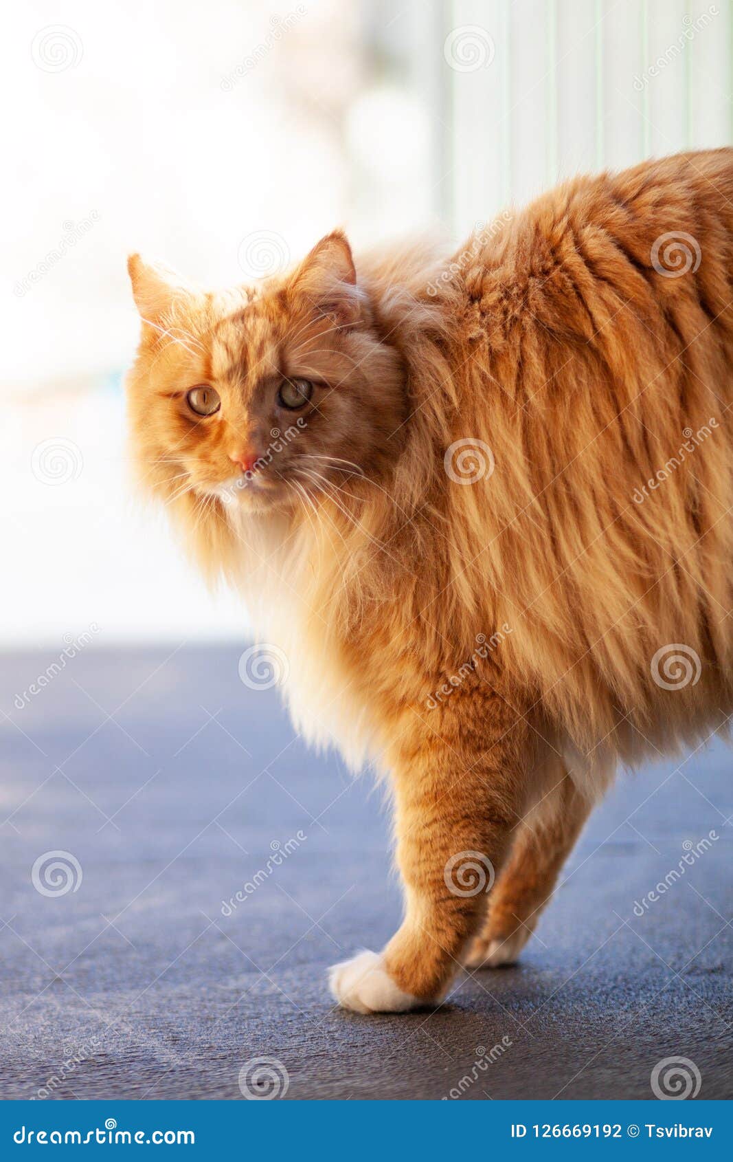 Ginger Cat Looking Intensely. Stock Photo - Image of mammal, closeup ...