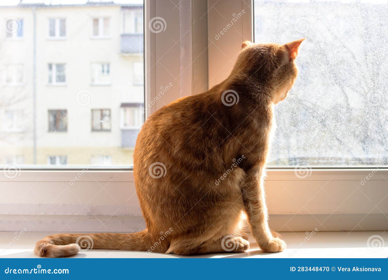 Ginger Cat Looking Out Window on Windowsill Stock Photo - Image of look ...