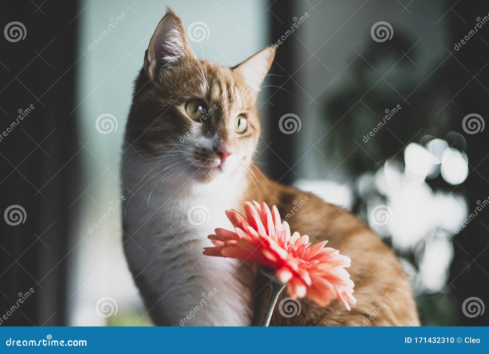 Ginger Cat with Yellow Pose with Flower Stock Photo - Image of yellow ...