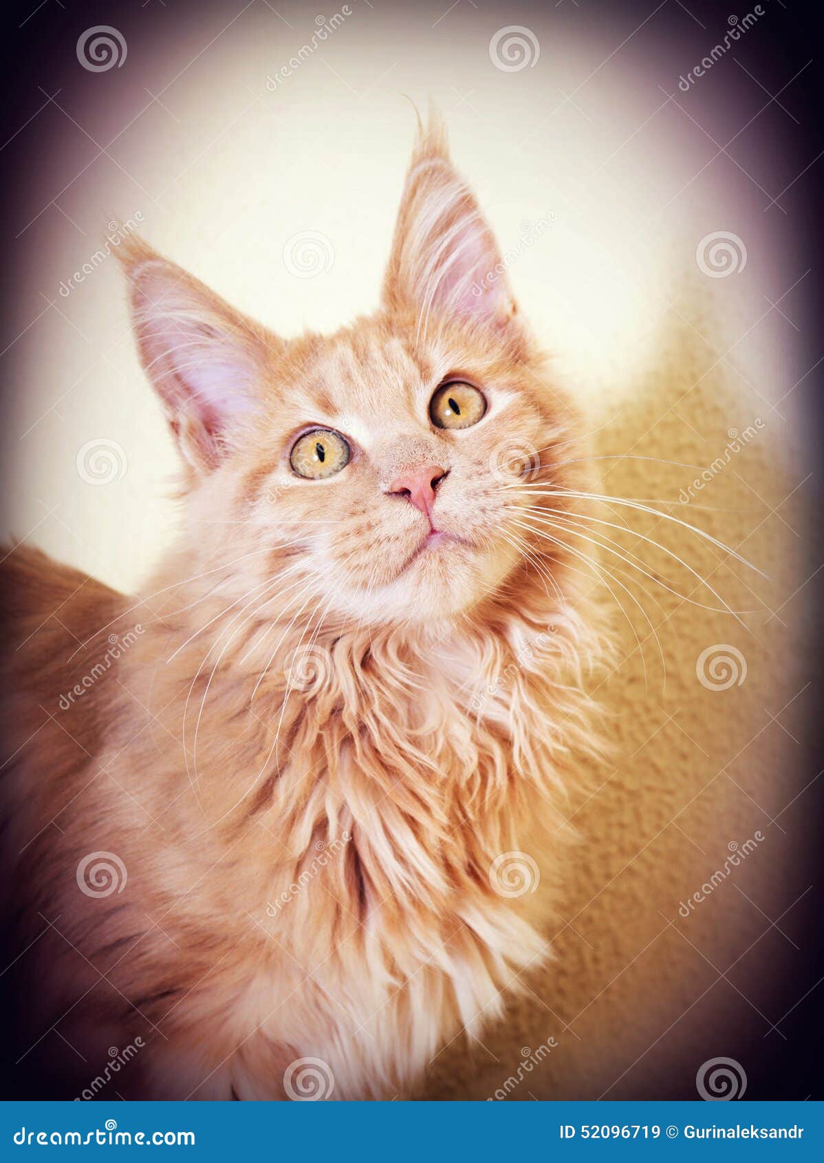 Ginger cat stock image. Image of maine, sitting, coon - 52096719