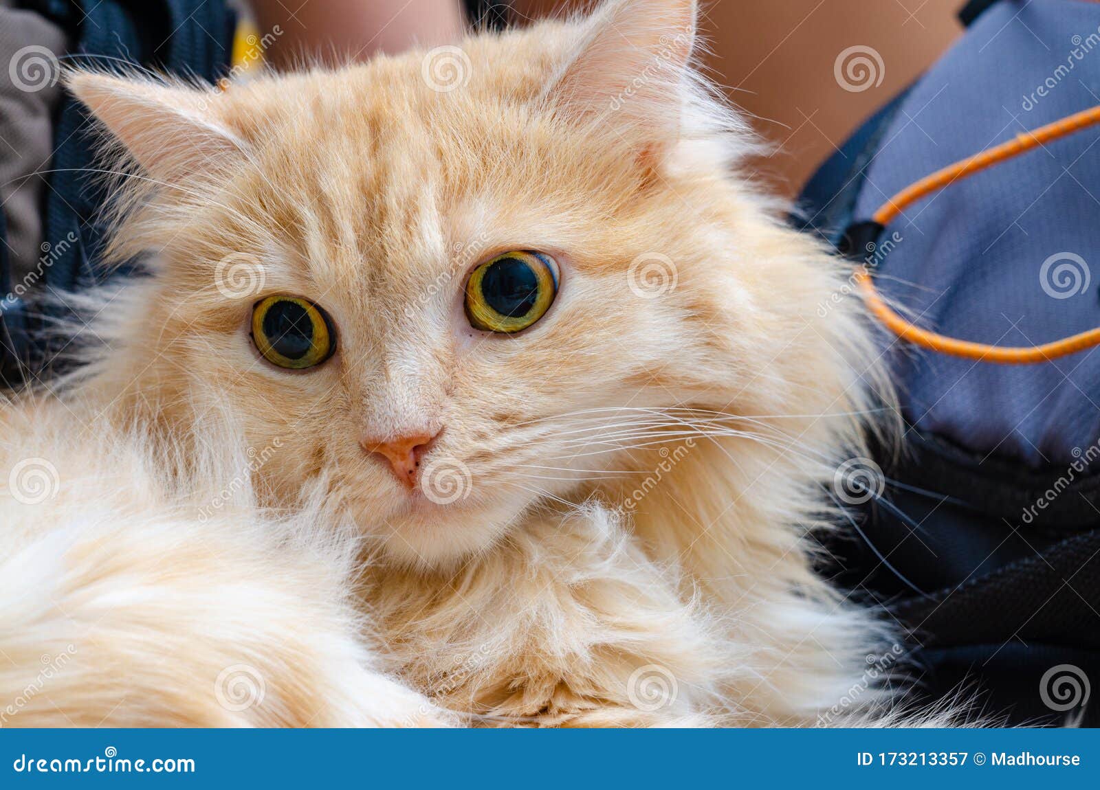Ginger Cat Looks Scared, Close-up Stock Image - Image of dots, cute ...