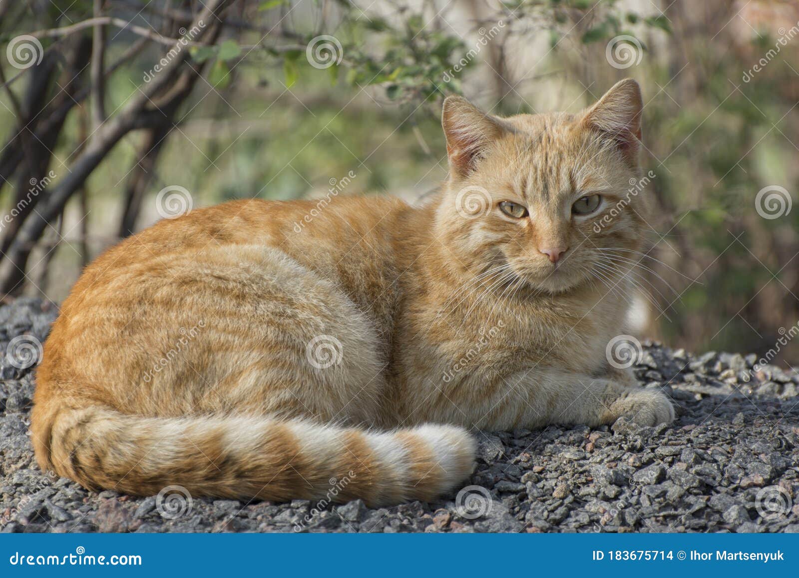 A Ginger Cat is Lying in a Ground and Looking at the Camera. Street ...