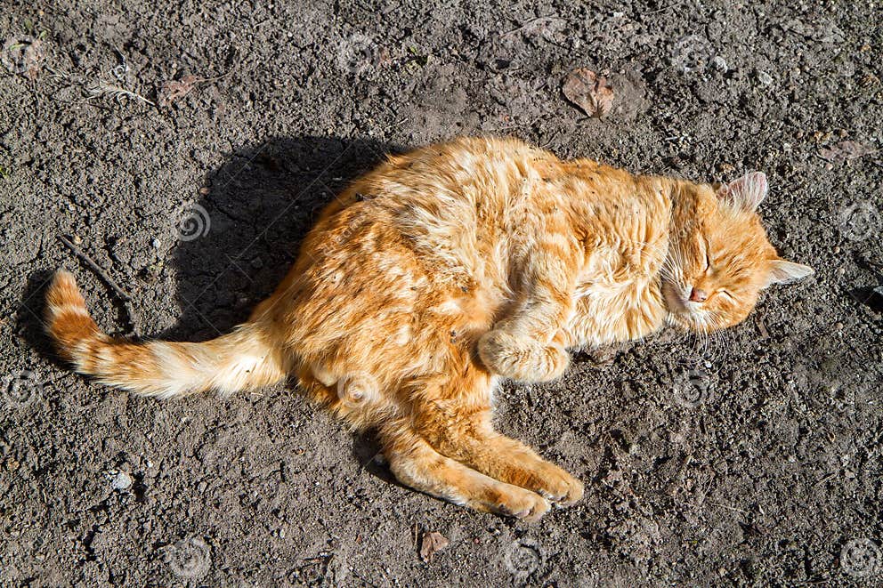 Ginger Cat Lying on the Ground on a Sunny Spring Day. Stock Photo ...