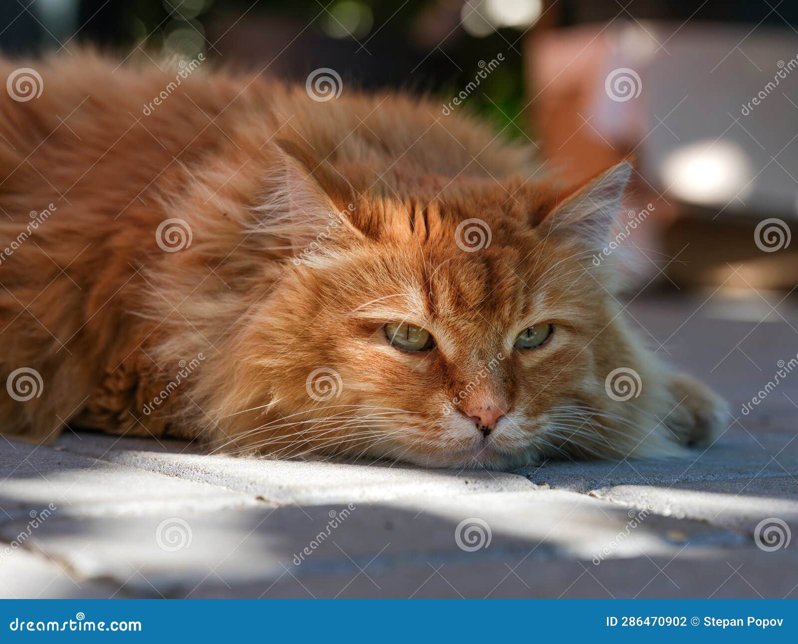 A Ginger Cat Lying Outside in the Shade Stock Photo - Image of close ...