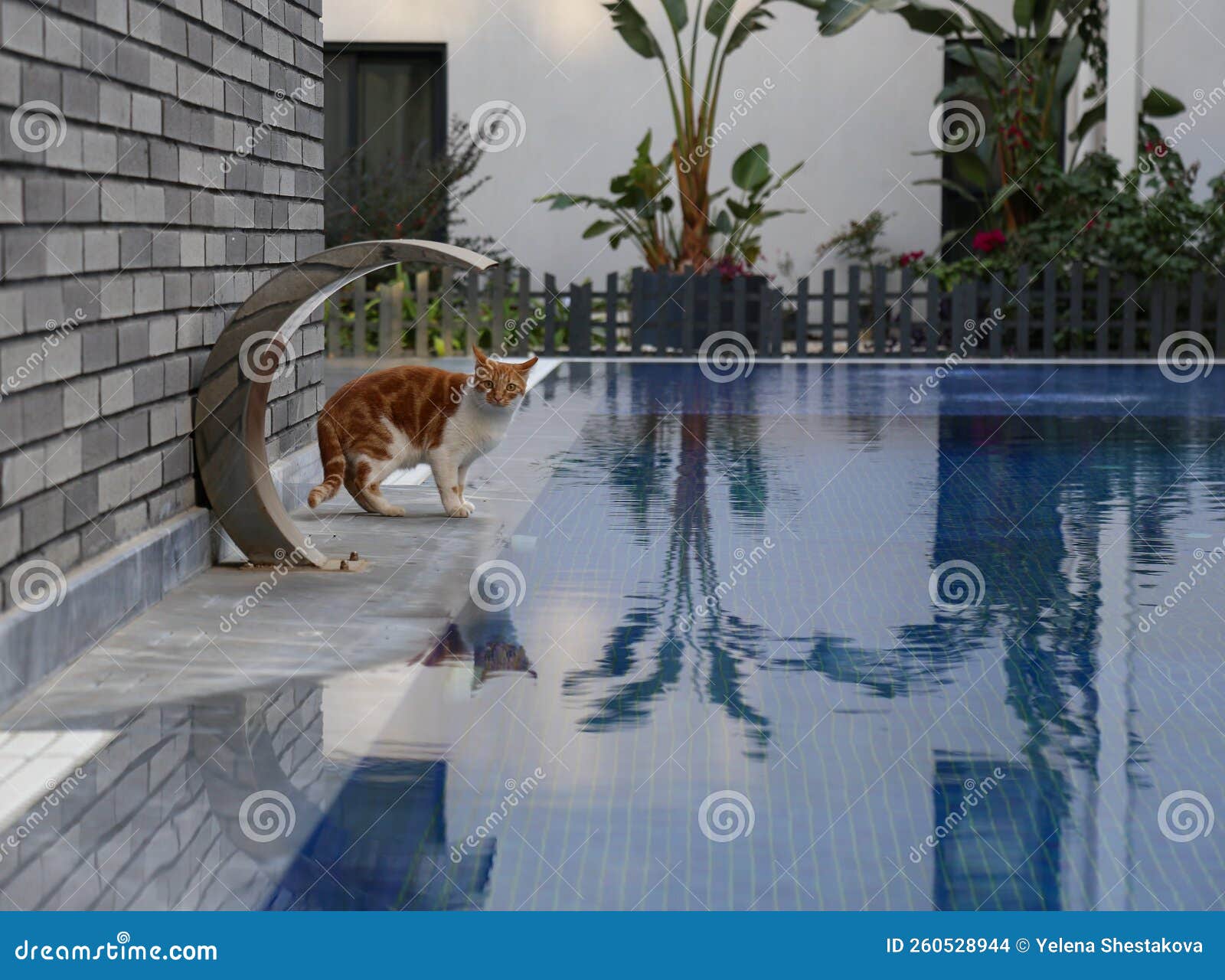 Ginger Cat Near Swimming Pool Stock Photo - Image of pool, swimming ...