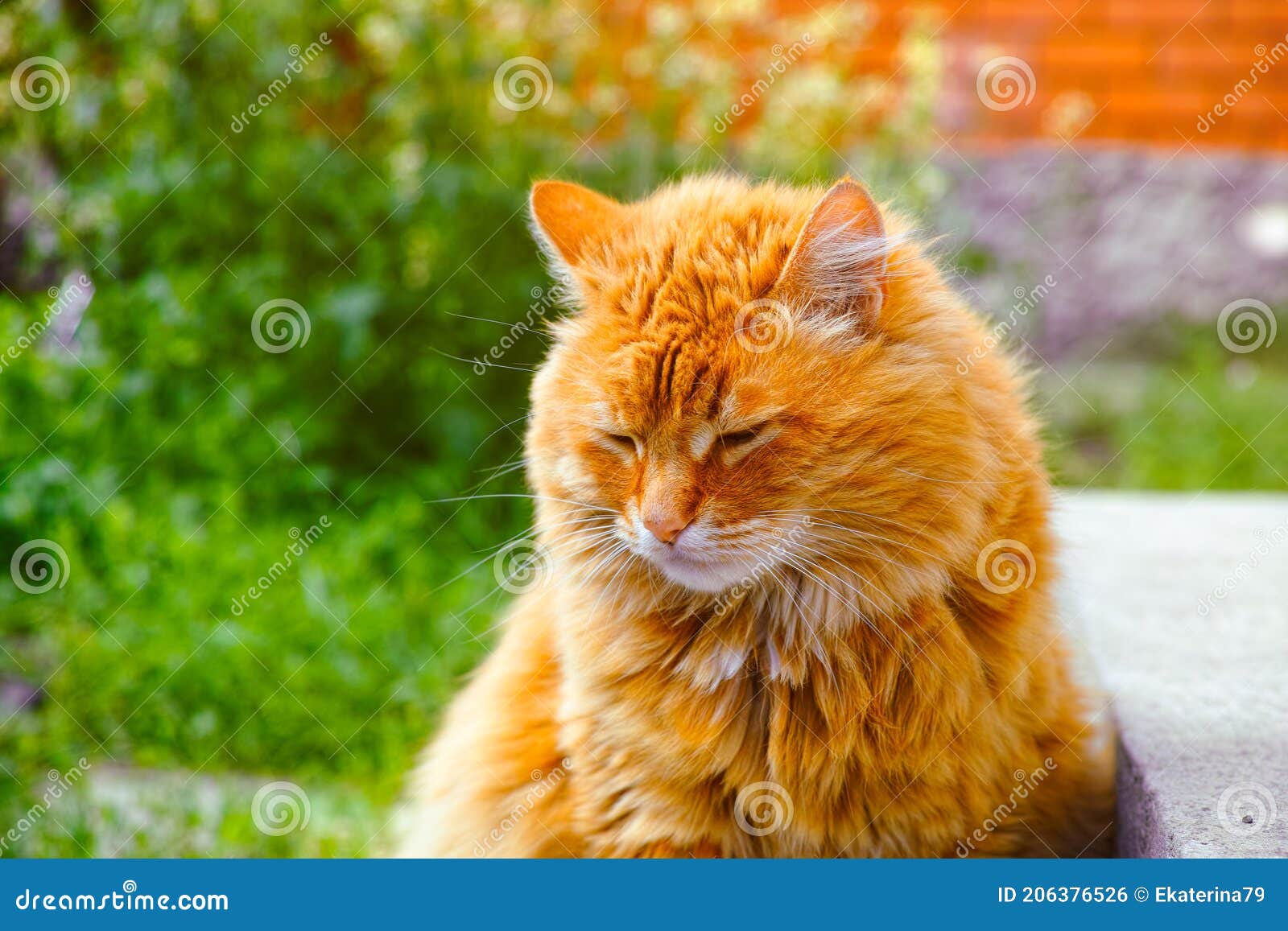 Ginger Cat Outdoors. Summer Time Stock Photo - Image of orange ...