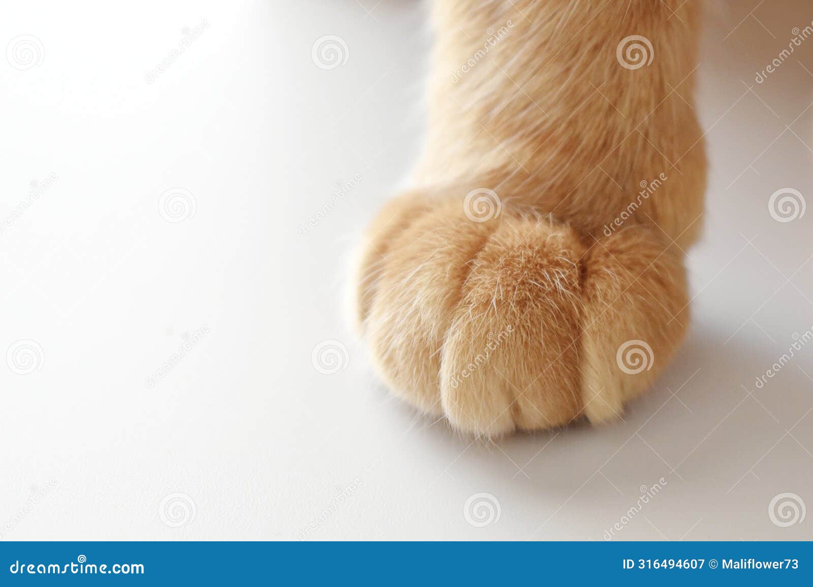 Ginger Cat Paw Closeup. Happy Cat. Stock Image - Image of beautiful ...