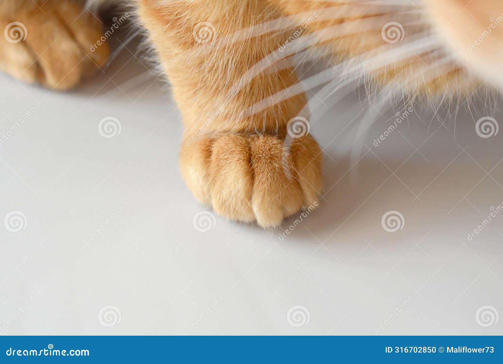 Ginger Cat Paw Closeup. Happy Tabby Cat. Stock Photo - Image of kitten ...