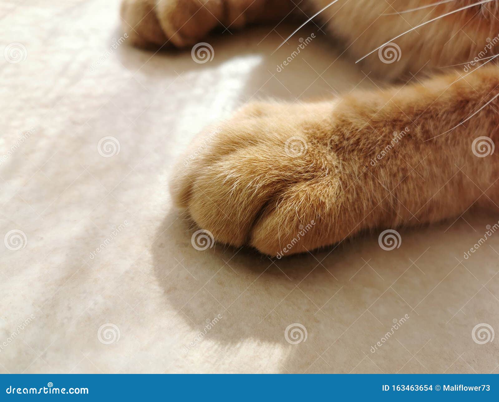 Ginger Cat Paw with Copy Space on the Left Side. Stock Photo - Image of ...
