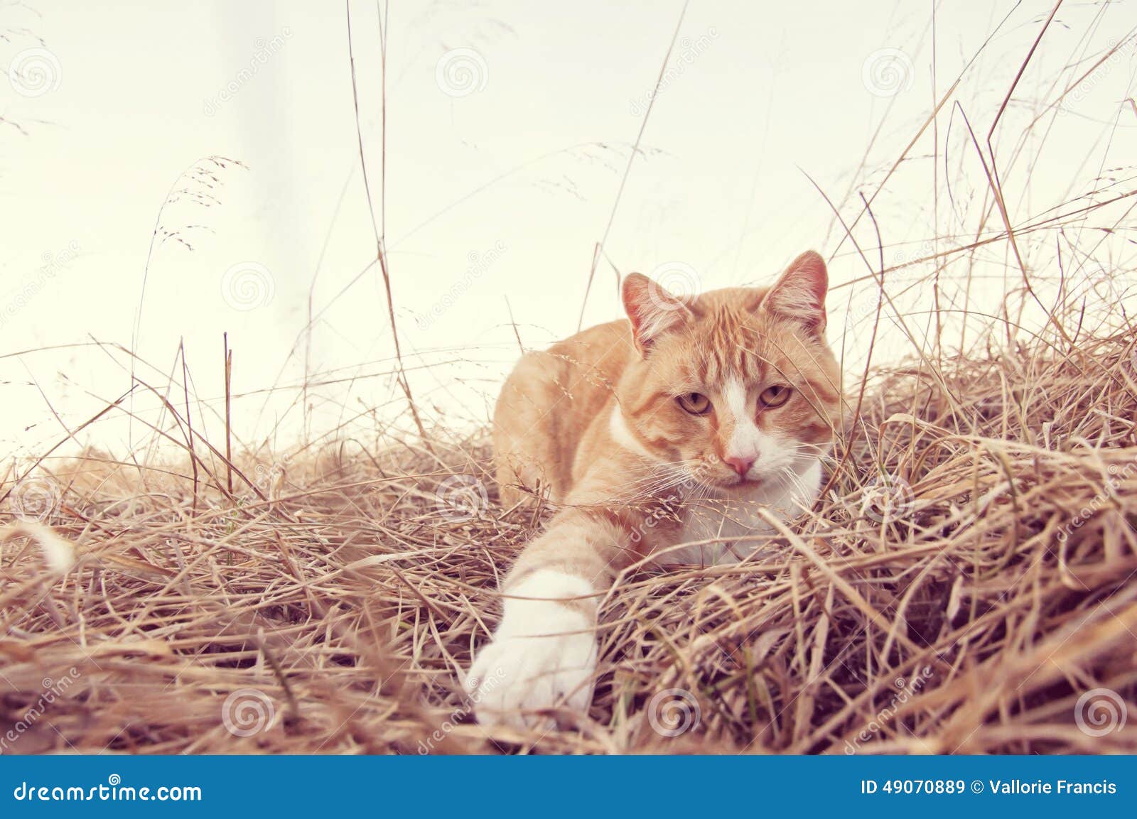 Cat playing paw stock image. Image of laying, tomcat - 49070889