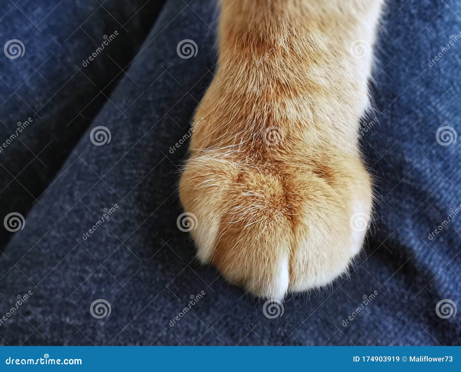 Ginger Cat Paw on it`s Owner`s Knees. Stock Image - Image of denim ...