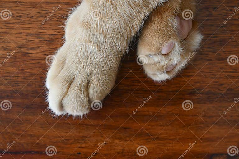 Ginger Cat Paw on the Table Closeup. Stock Photo - Image of love, white ...