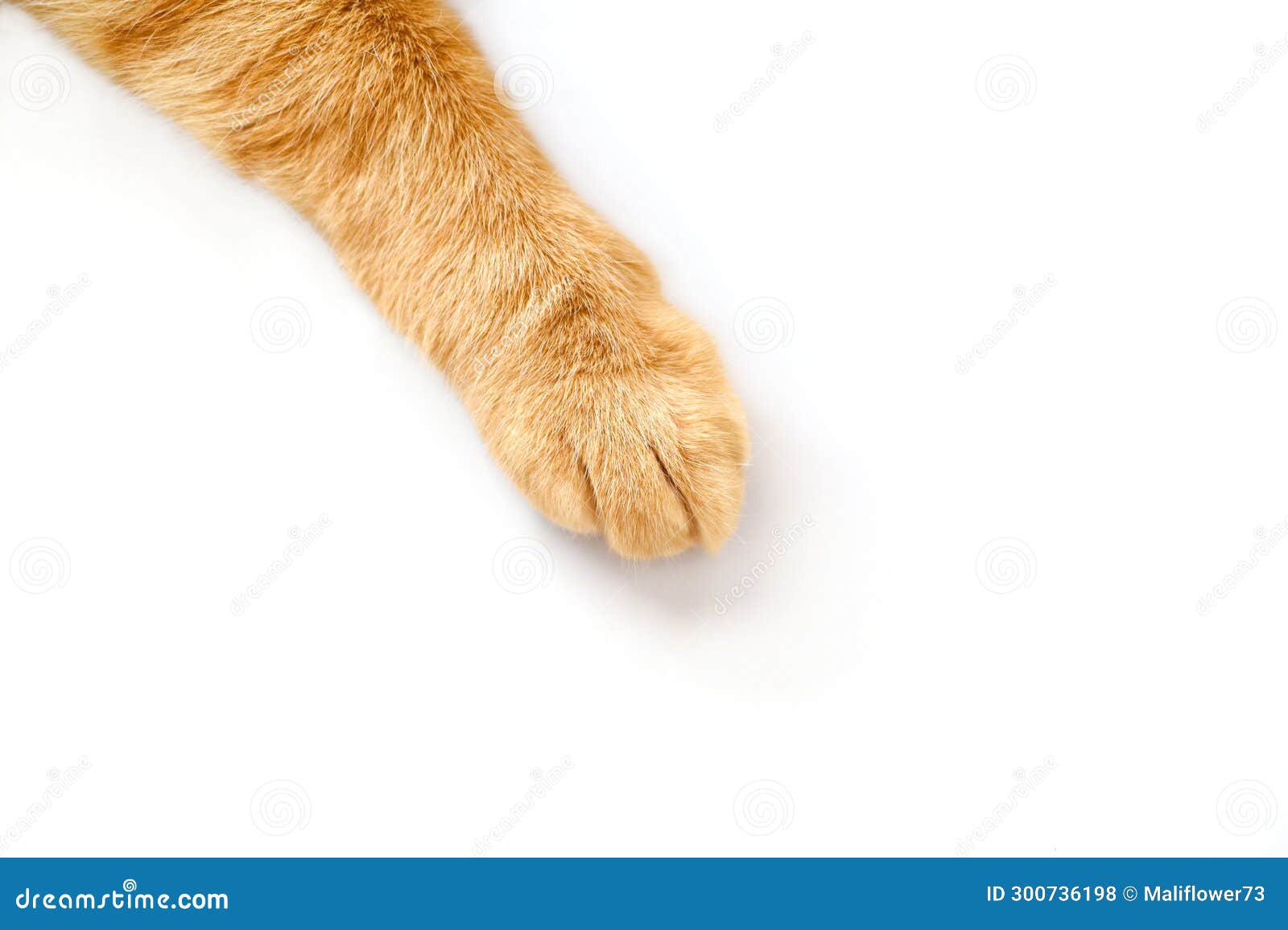 Ginger Cat Paw on the Table. Happy Tabby Cat. Stock Photo - Image of ...