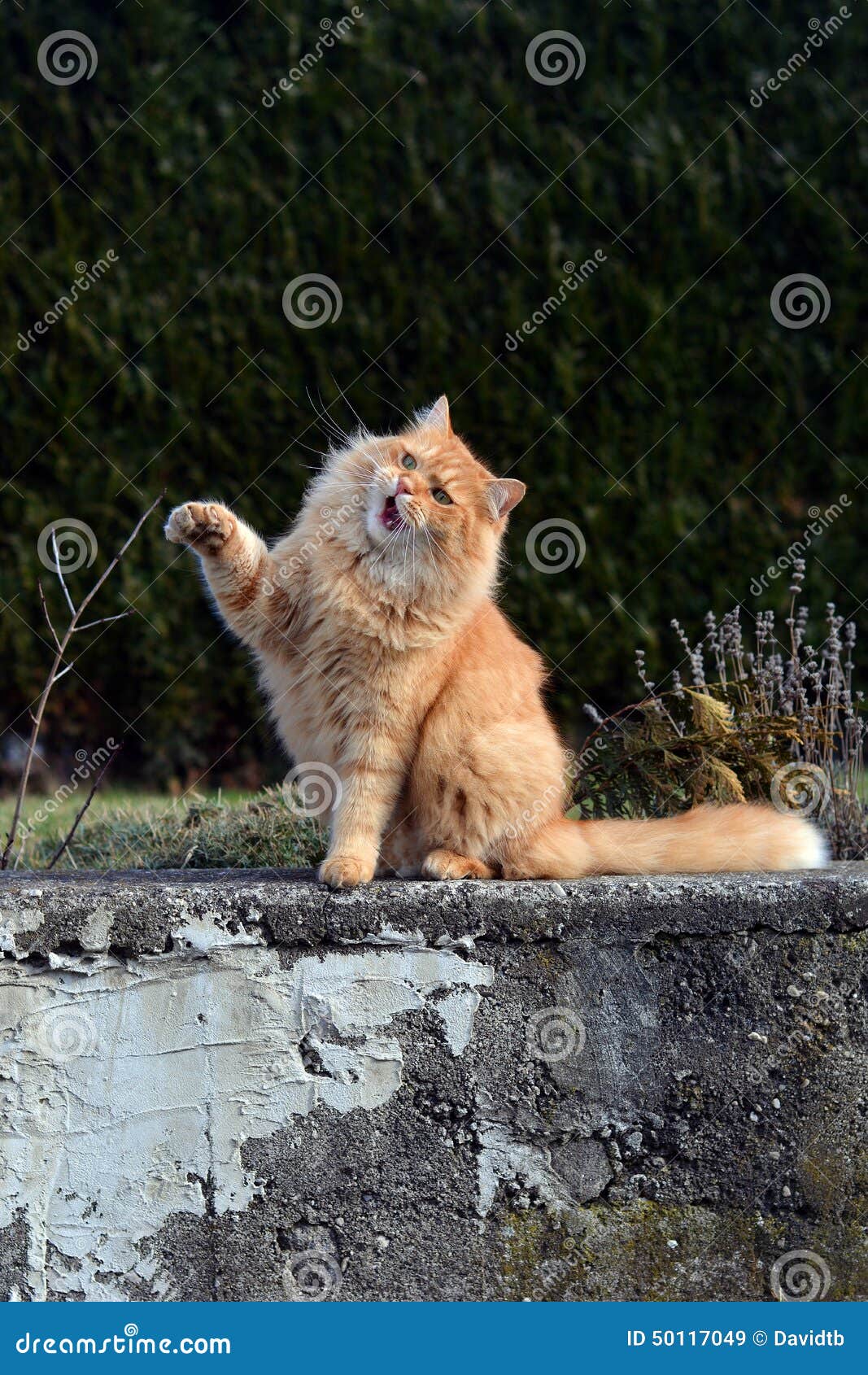 Ginger Cat Playing Game on the Garden Stock Image - Image of home, life ...