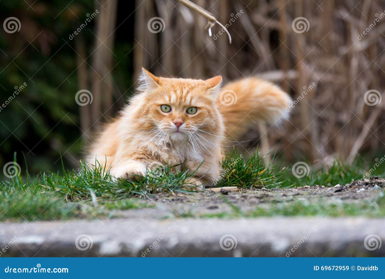 Ginger Cat Playing Game on the Garden Stock Image - Image of grass ...