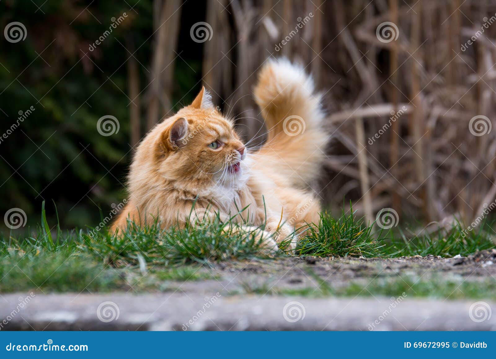 Ginger Cat Playing Game on the Garden Stock Image - Image of adorable ...