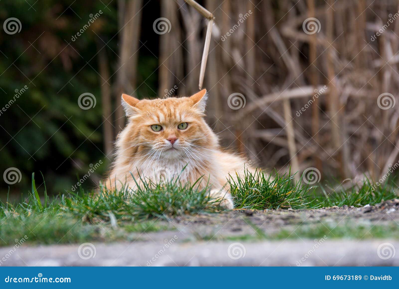 Ginger Cat Playing Game on the Garden Stock Image - Image of mammal ...
