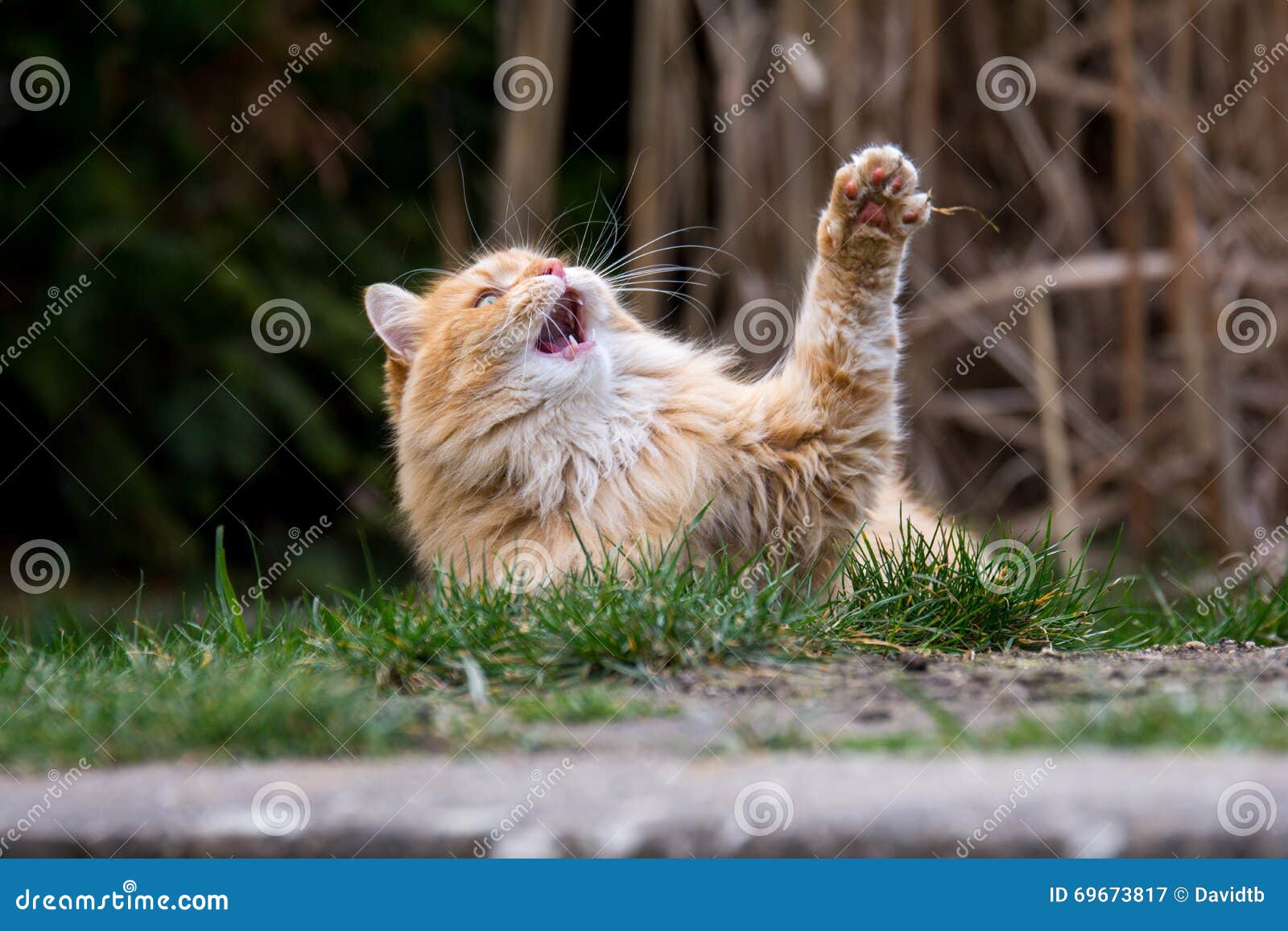 Ginger Cat Playing Game on the Garden Stock Image - Image of outside ...