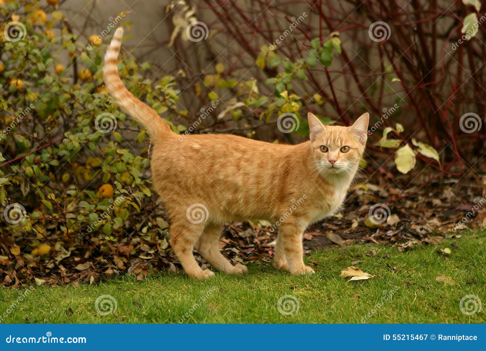 Ginger cat stock image. Image of adorable, kitten, lips - 55215467
