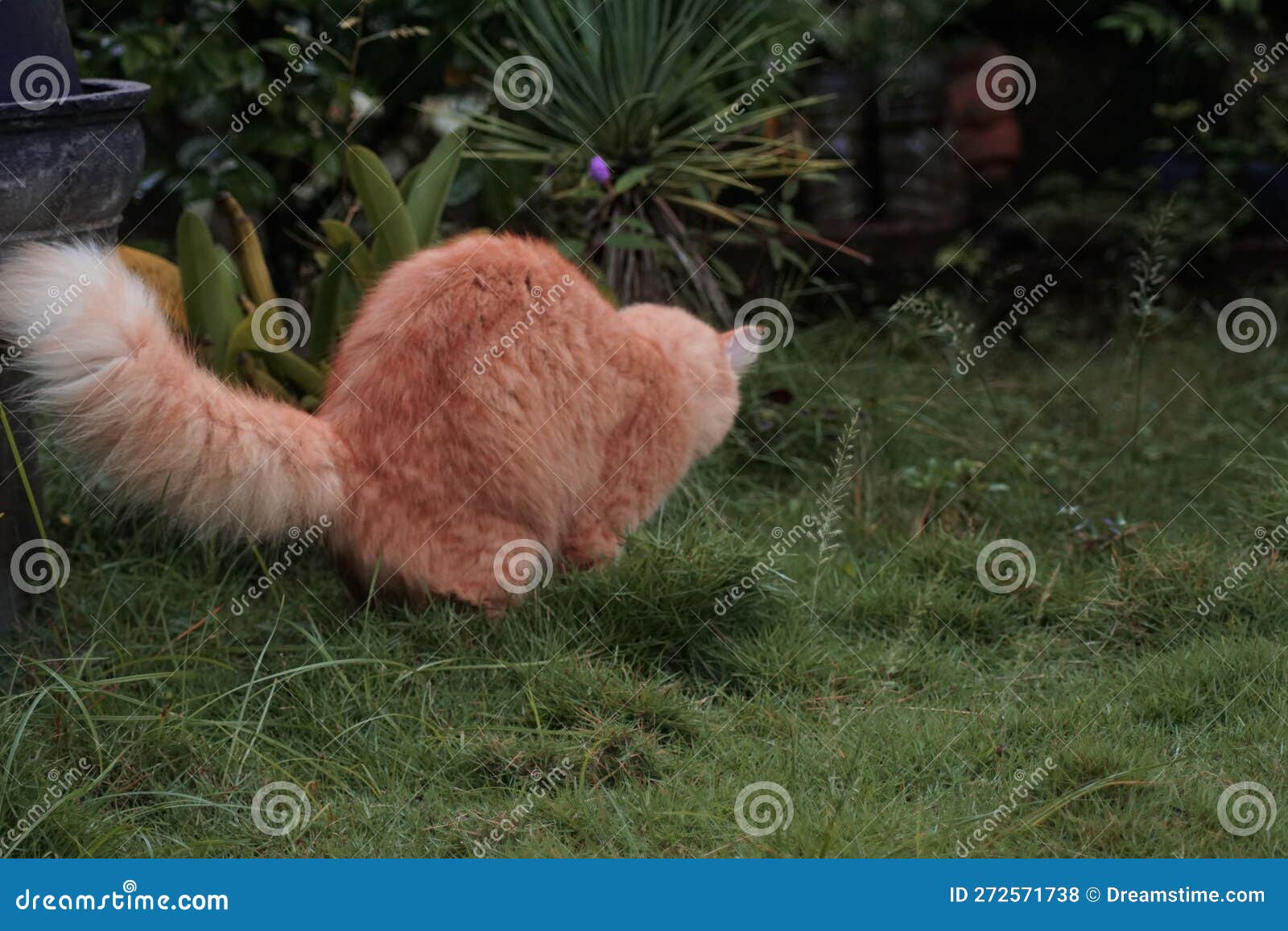 Ginger cat stock photo. Image of cute, feline, beauty - 272571738
