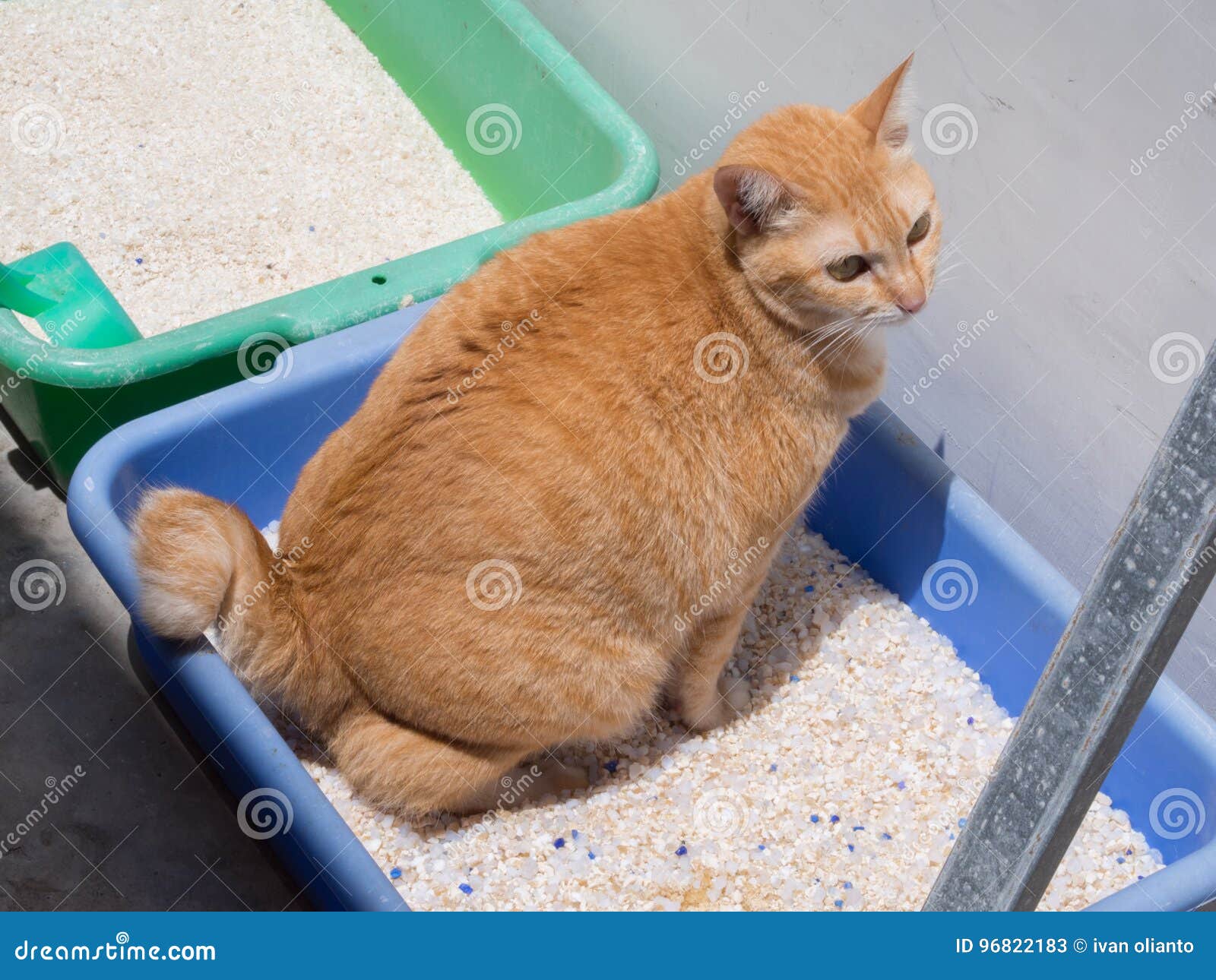 Ginger Cat Pooping/orina En La Litera Imagen de archivo - Imagen de ...