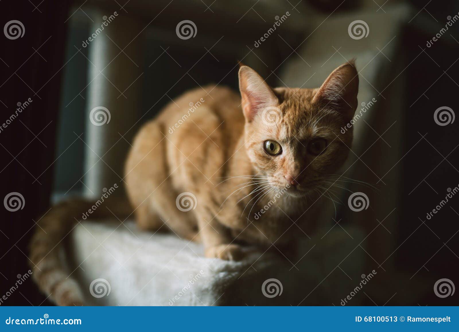 Ginger cat portrait stock image. Image of tranquillity - 68100513