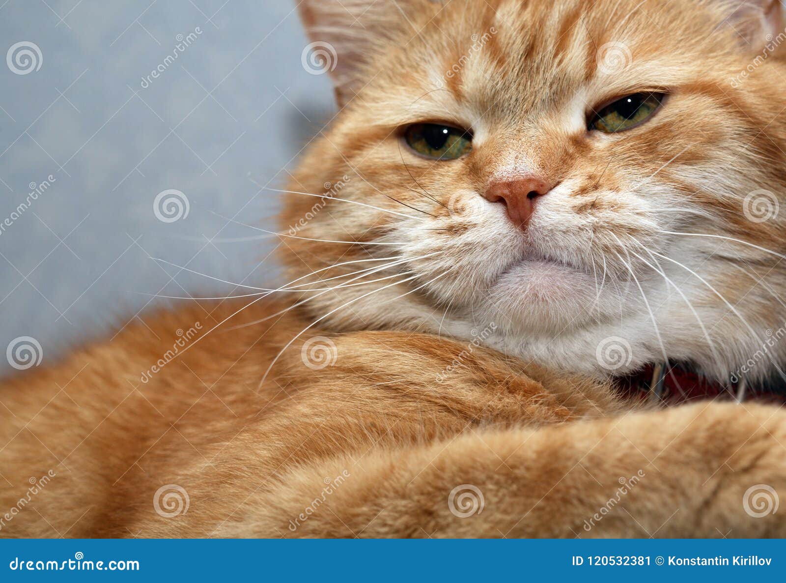 Ginger Cat Portrait stock image. Image of domestic, dream - 120532381