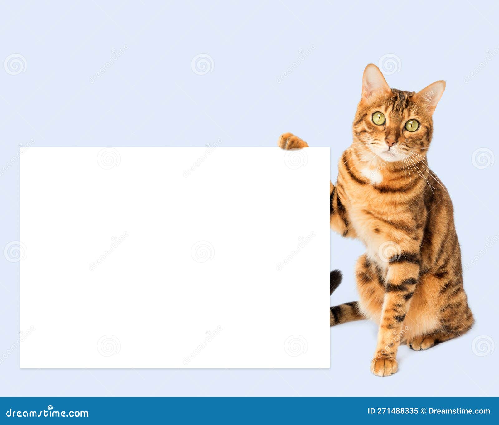 Ginger Cat with a Poster or Banner for Your Text Stock Image - Image of ...