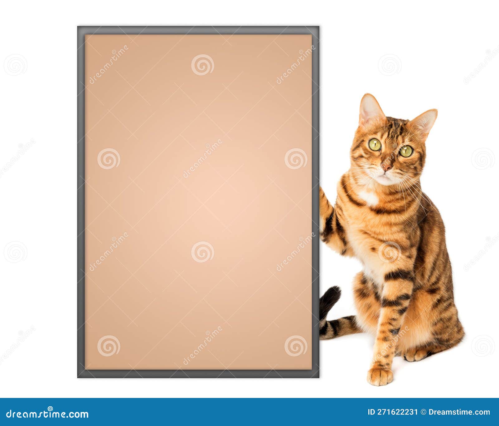 Ginger Cat with a Poster or Banner for Your Text Stock Image - Image of ...