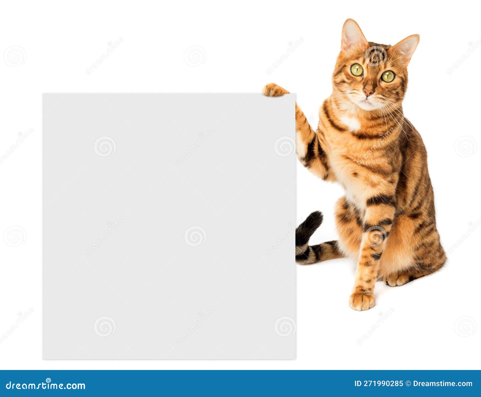Ginger Cat with a Poster or Banner for Your Text Stock Image - Image of ...