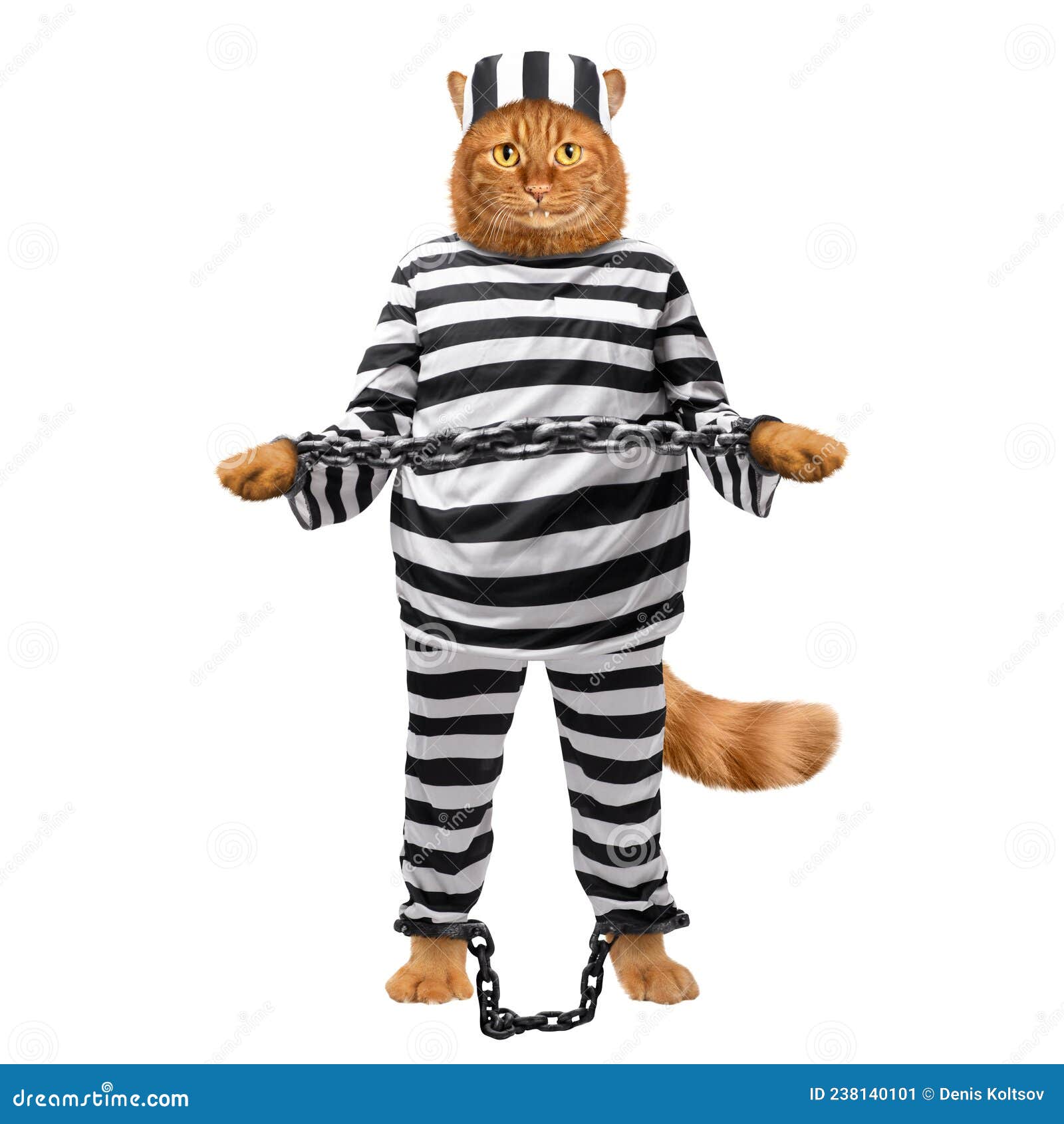 Ginger Cat Prisoner Isolated on White. Stock Image - Image of criminal ...