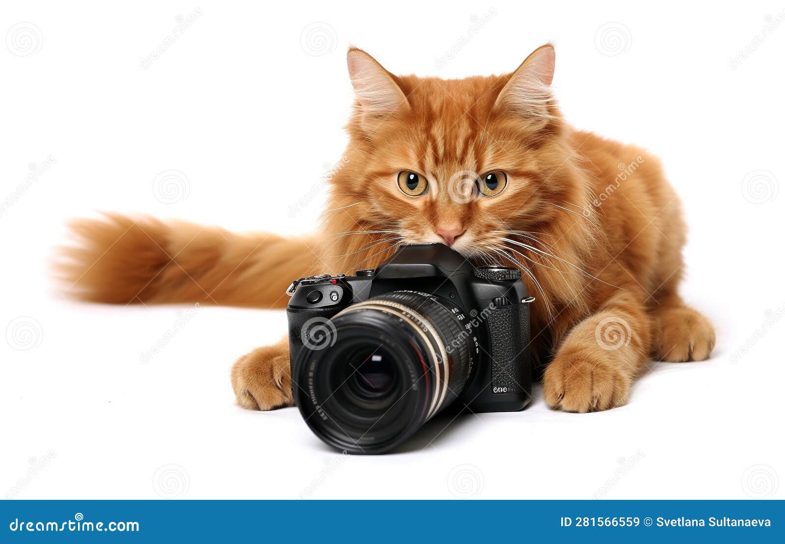 Ginger Cat with a Professional Reflex Camera on a White Background ...