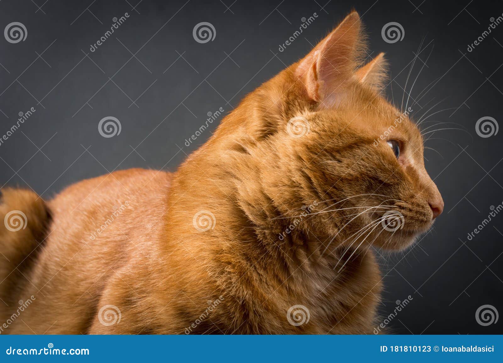 Ginger Cat with Profile Picture on Black Background Stock Image - Image of domestic, redhead ...