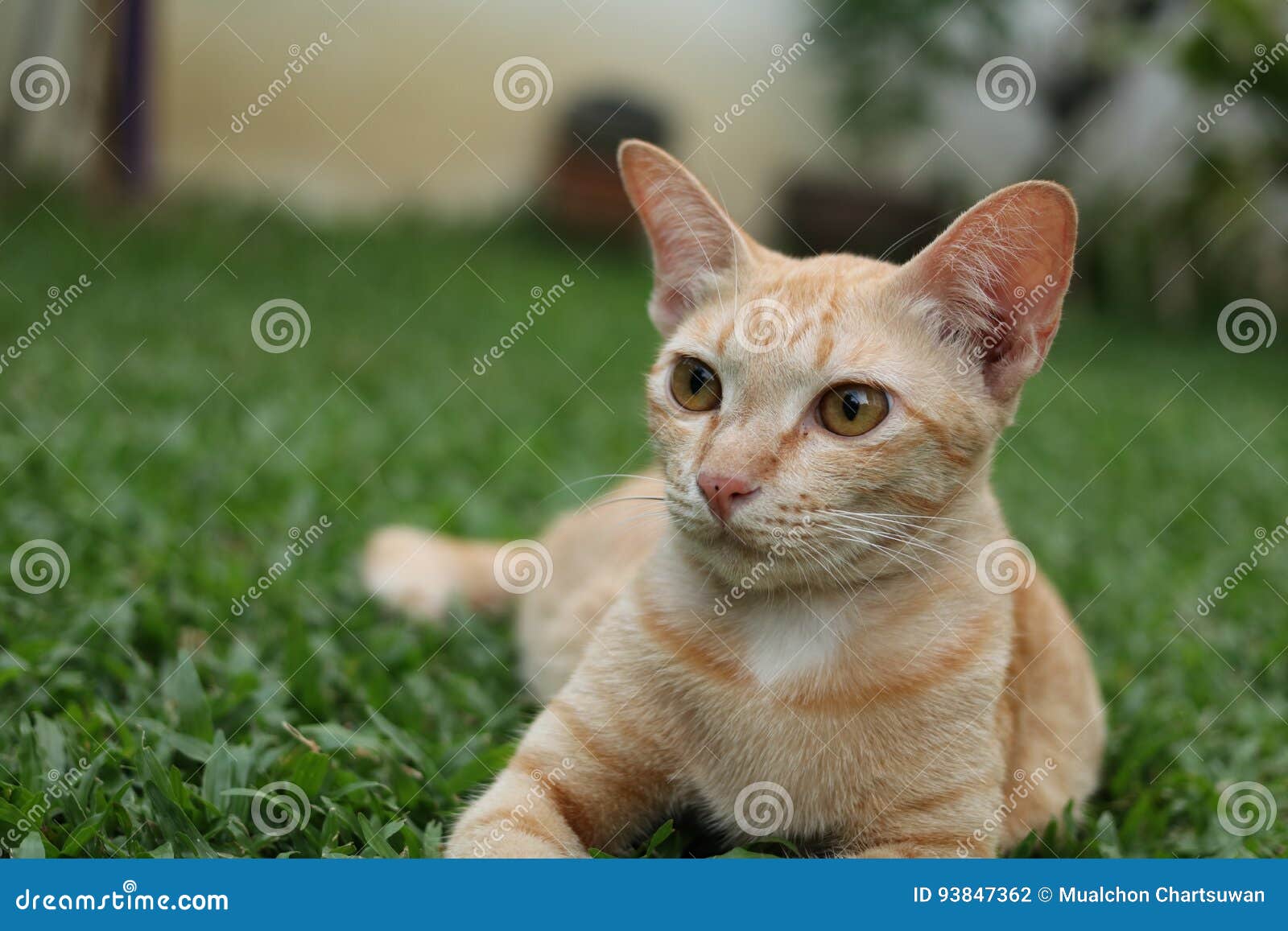 Ginger Cat Relaxing on Grass Stock Photo - Image of relaxing, yawning ...