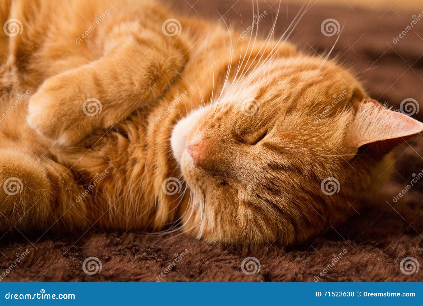 Ginger cat on rug stock photo. Image of sleep, cute, ginger - 71523638