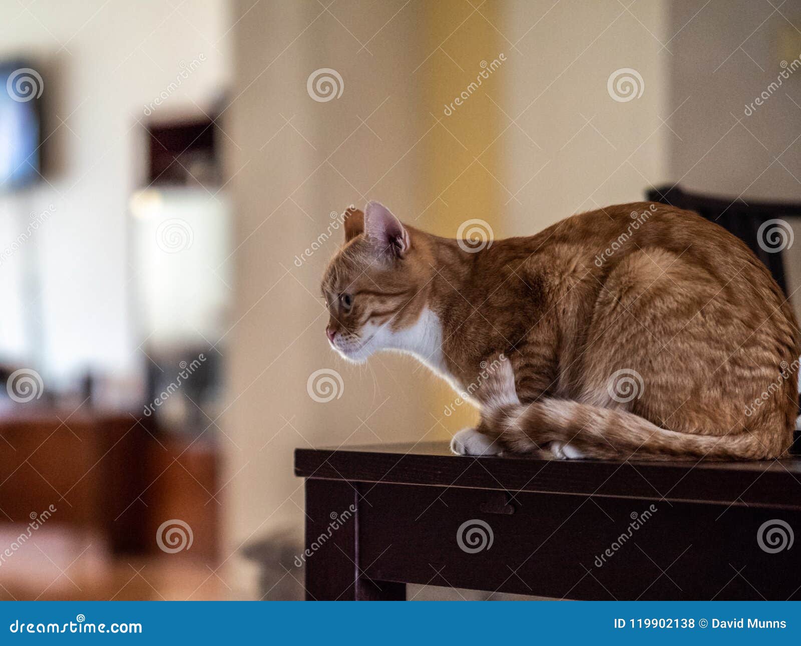 The Ginger Cat Sat Quietly On The Table Stock Photo - Image of outlined ...