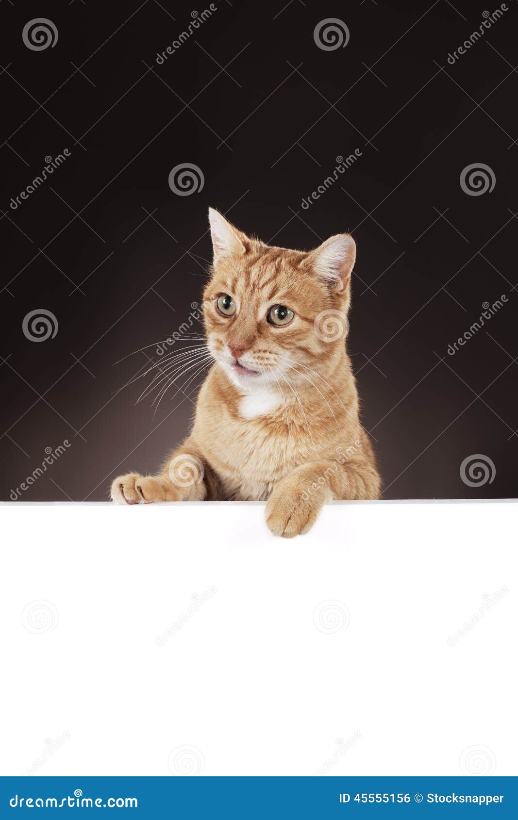 Ginger Cat stock photo. Image of sign, domestic, senior - 45555156