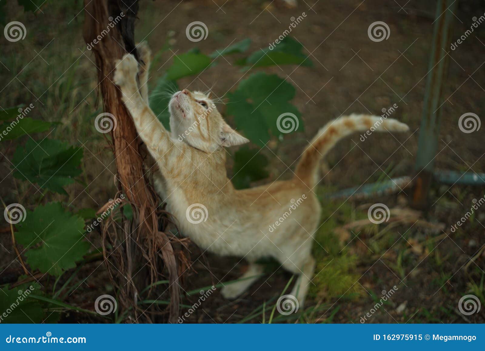 Ginger Cat Sharpens Claws on a Grape Trunk Stock Image - Image of ...