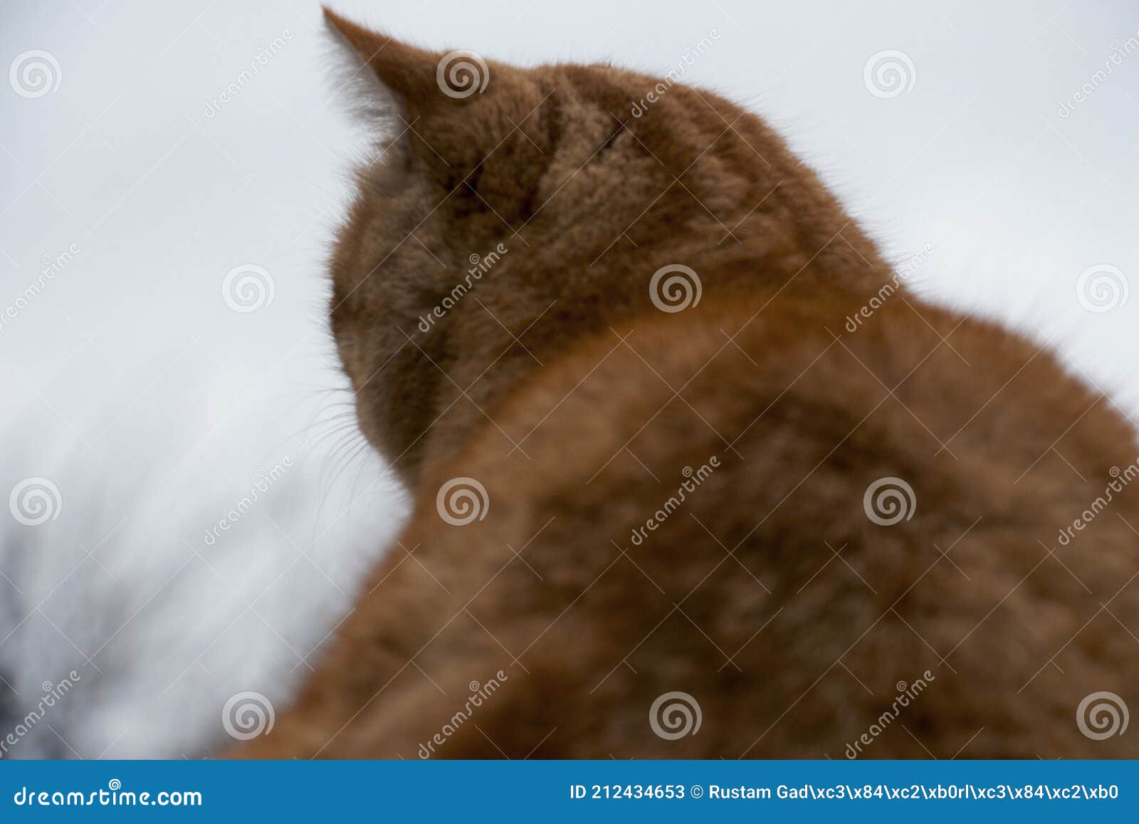 Ginger cat in the wind stock image. Image of animal - 212434653
