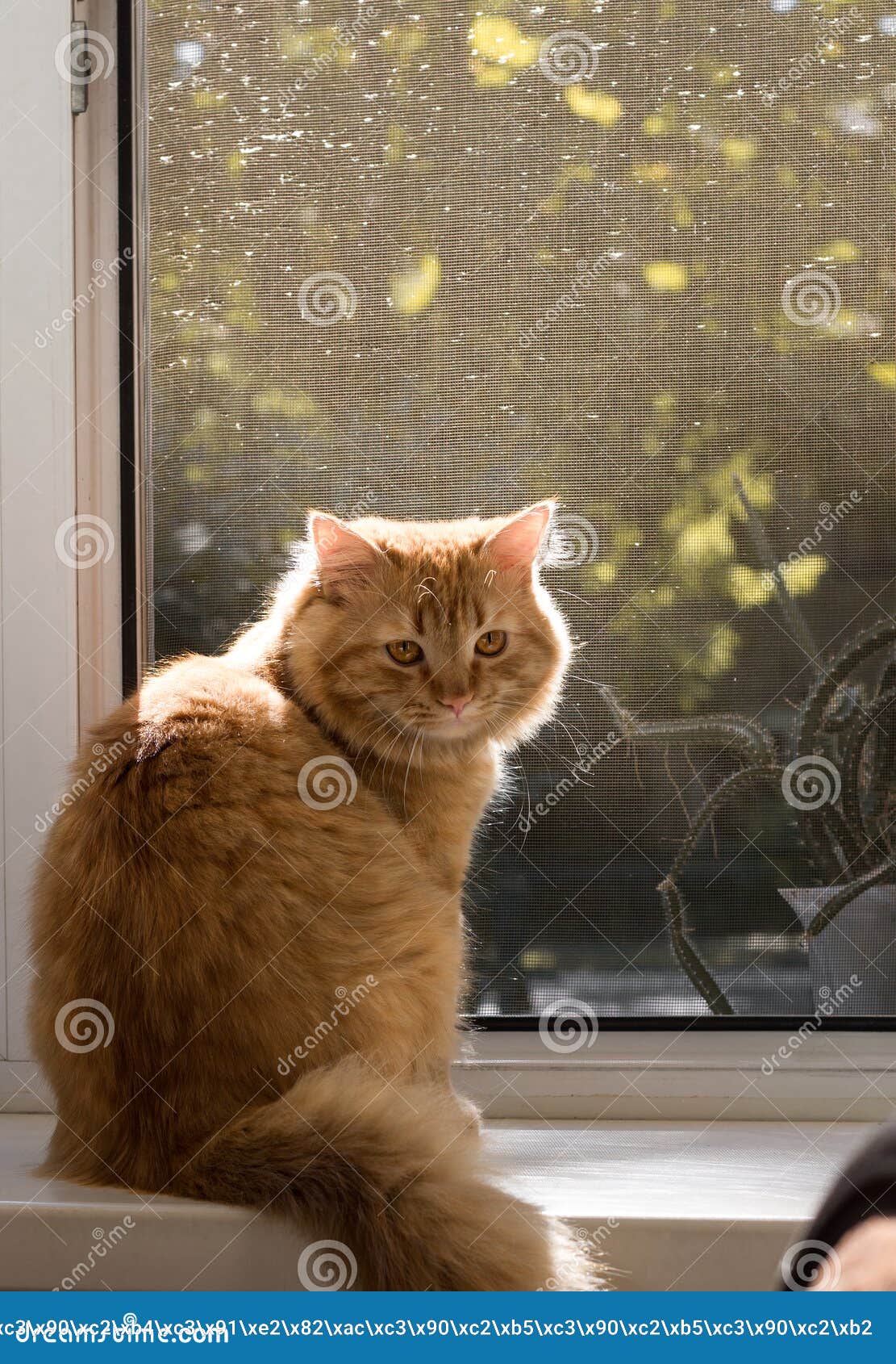 Ginger Cat Sits Near the Window in the Sun Stock Image - Image of ...