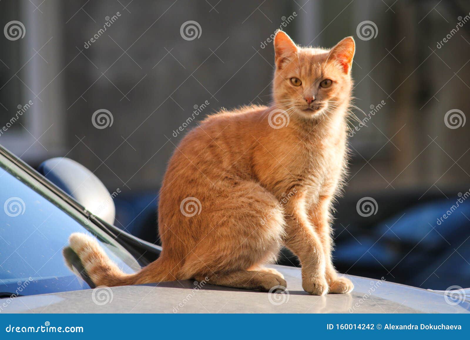 Ginger Cat Sitting on the Car Stock Photo - Image of portrait, looking ...