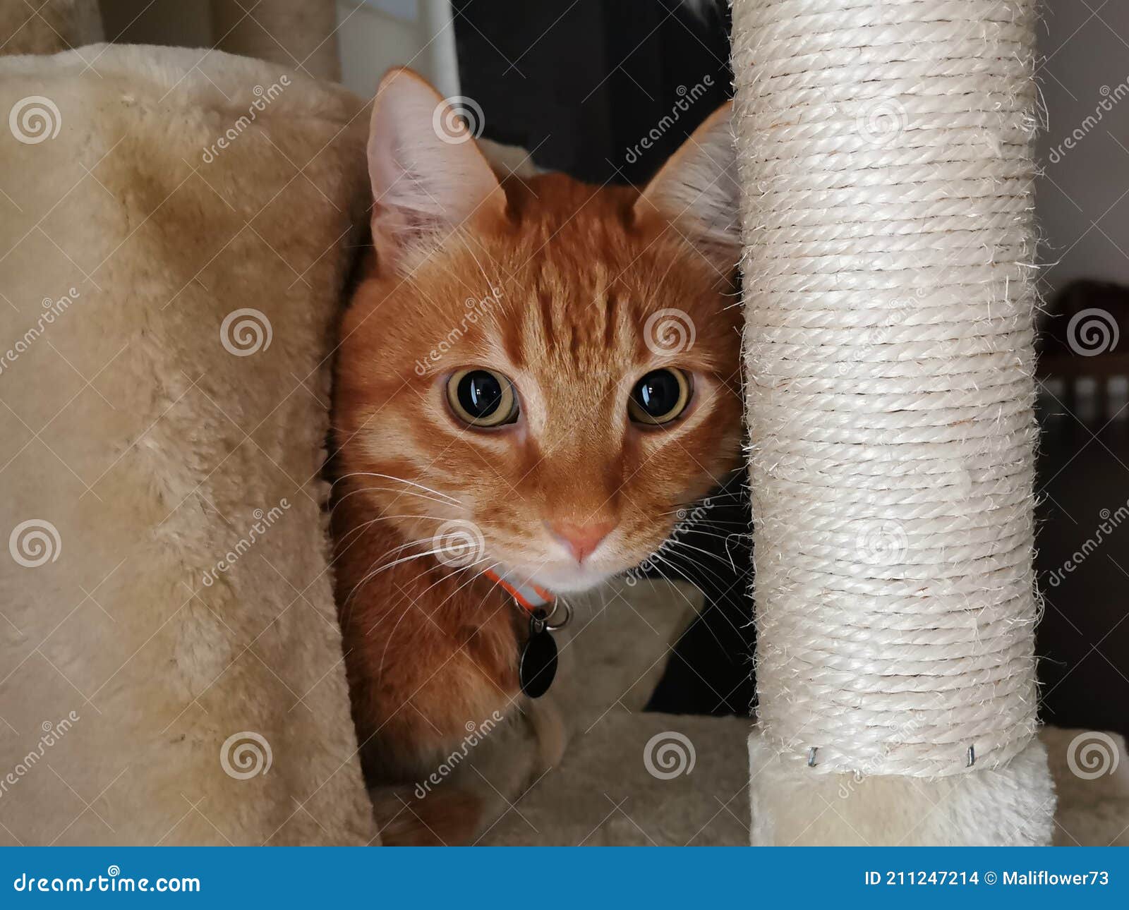 Ginger Cat Sitting on Cat Activity Center. Stock Photo - Image of ...