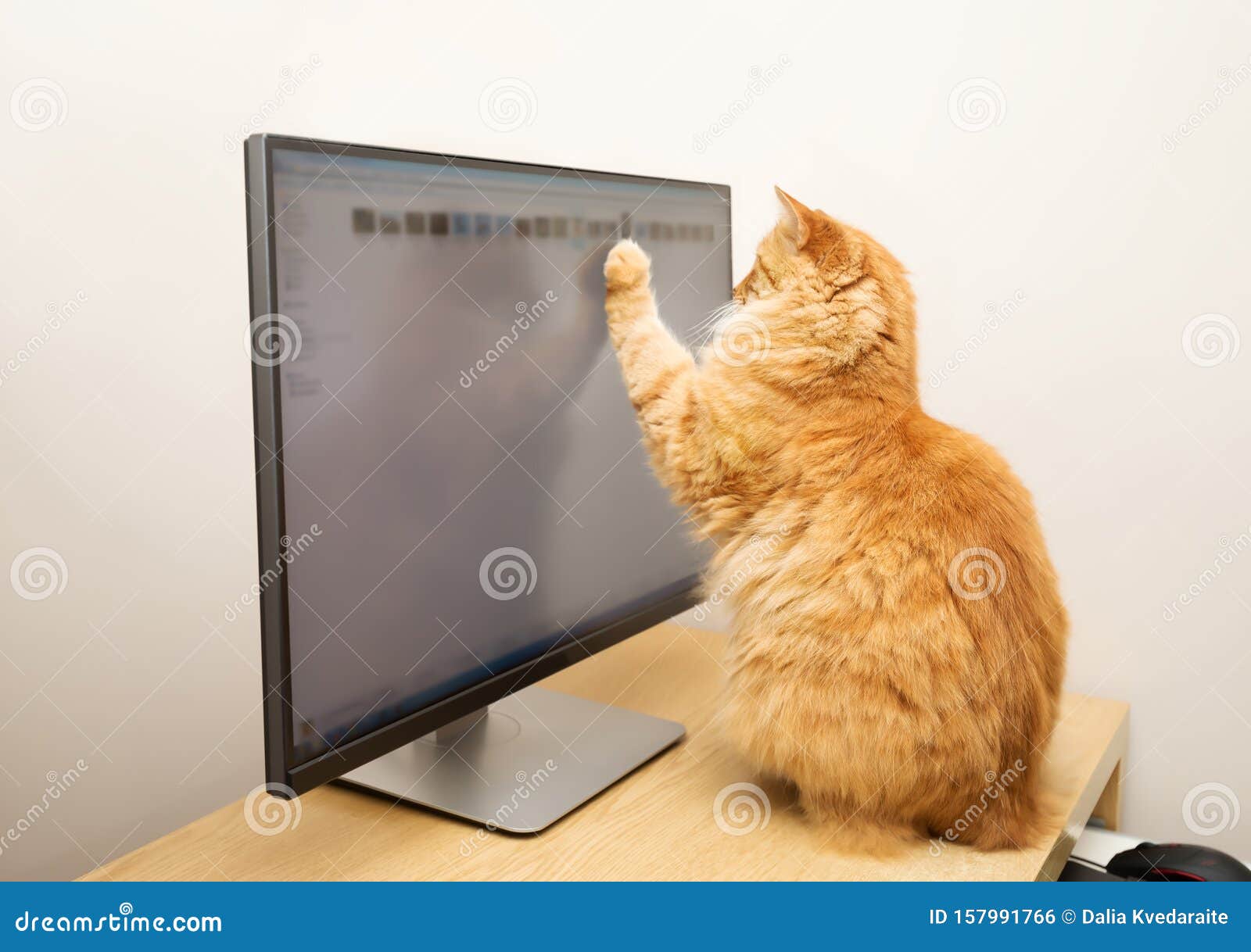 Ginger Cat Sitting on a Desk and Pointing at the Computer Screen Stock ...