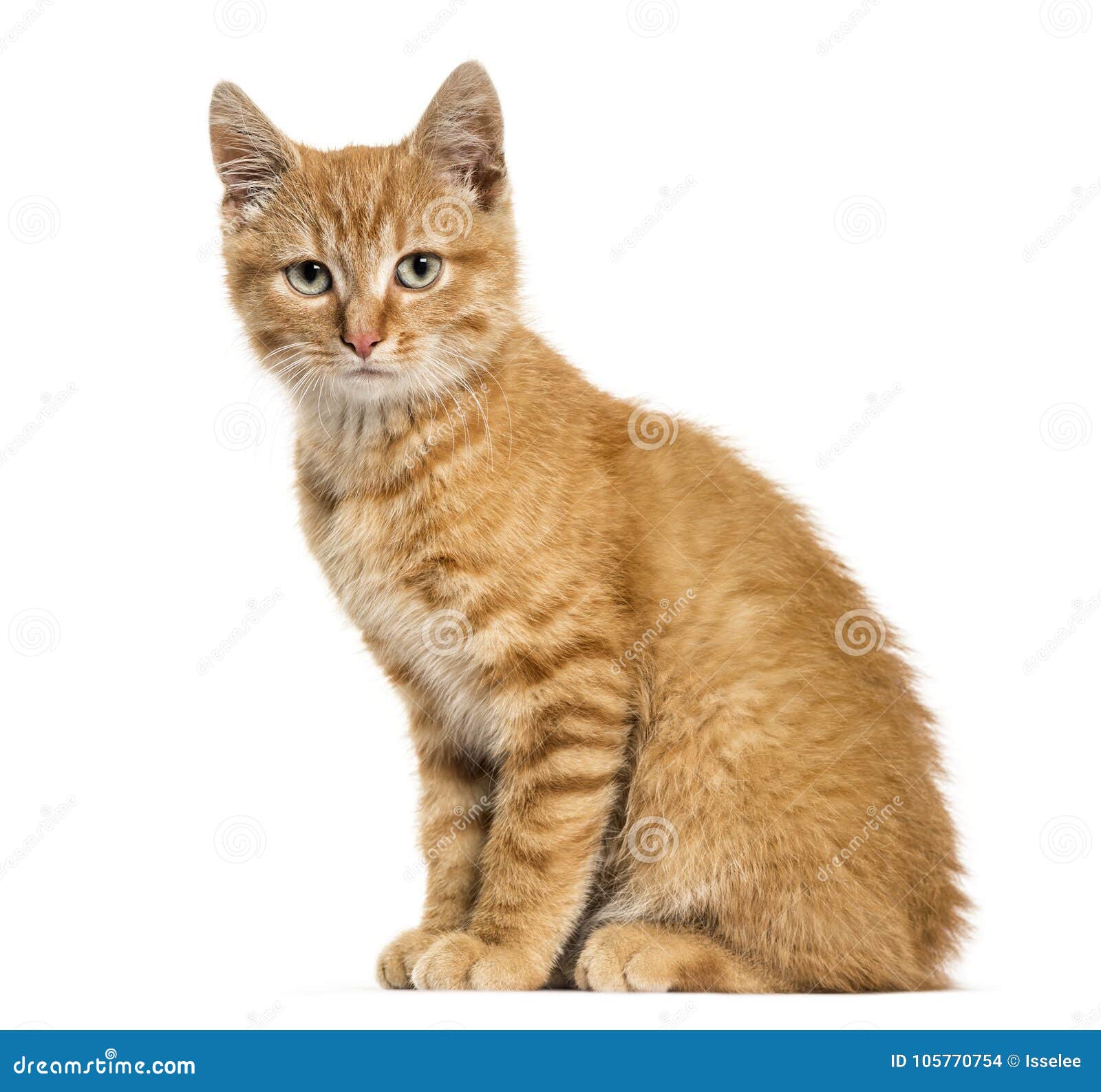 Ginger Cat, Sitting Looking at the Camera, Isolated Stock Photo - Image ...