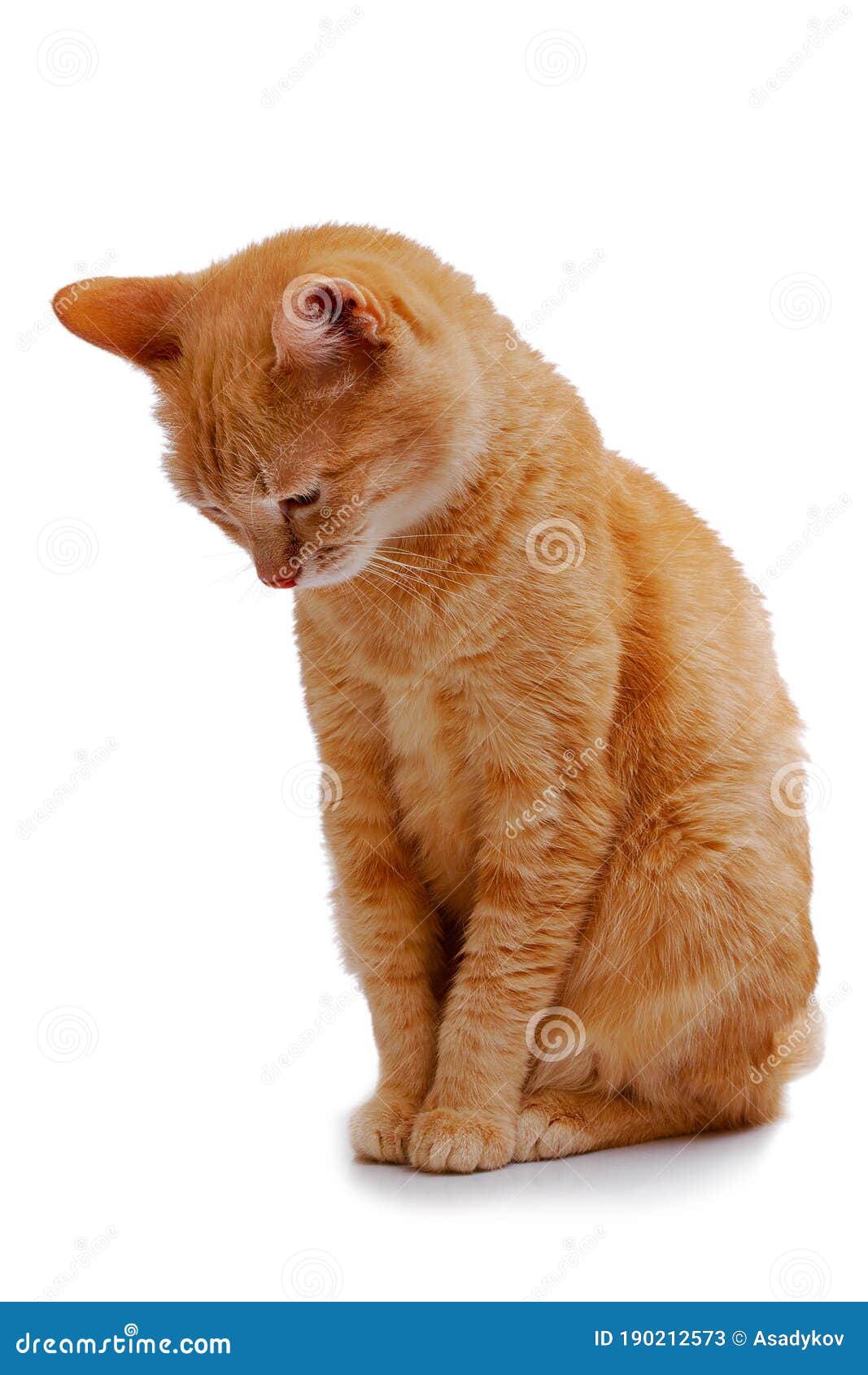 Ginger Cat Sitting and Looking Down on White Background Stock Image ...